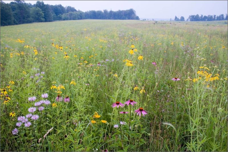 Custom Seed Mixes - Native Connections
