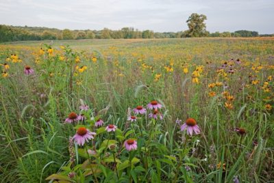 Gallery - Native Connections