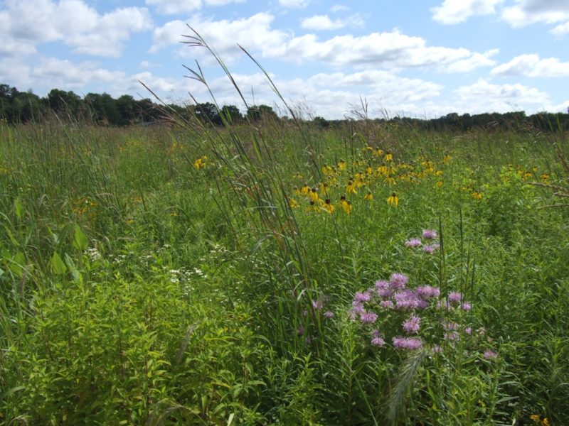 Tallgrass Prairie - Native Connections