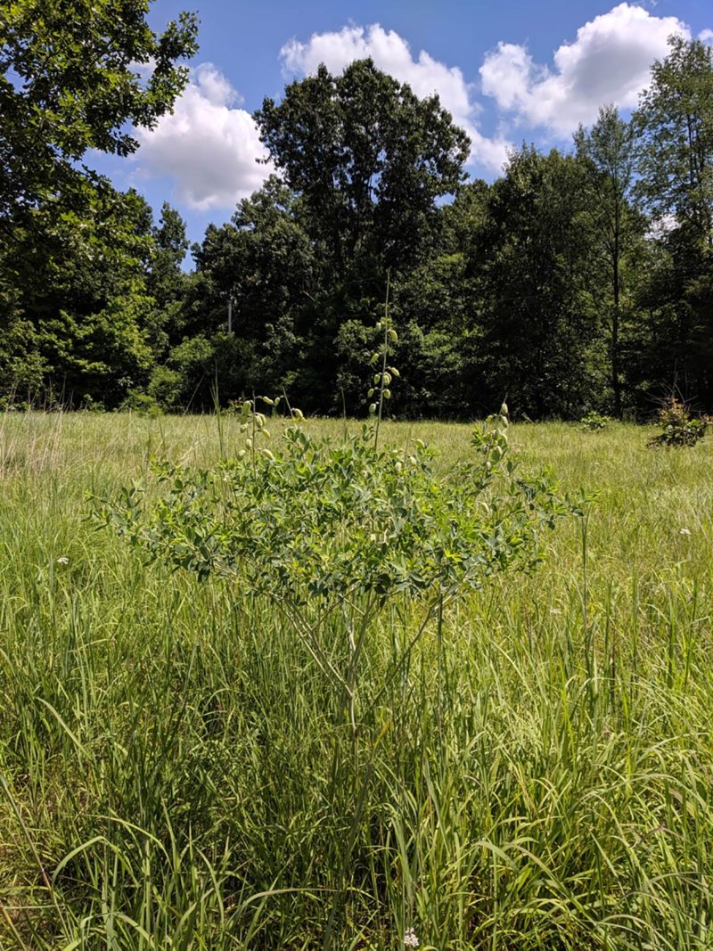 White Wild Indigo Green Pods - Native Connections