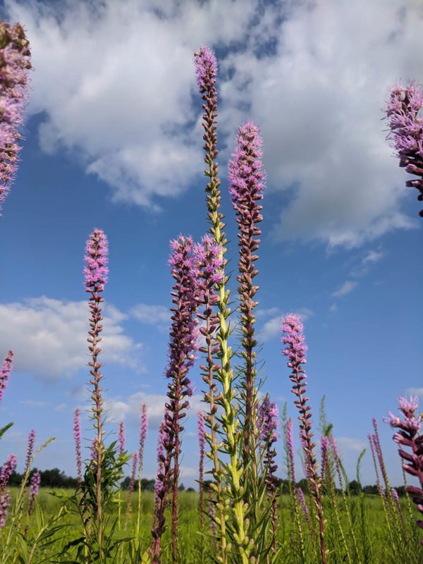 Standard Seed Mixes - Native Connections