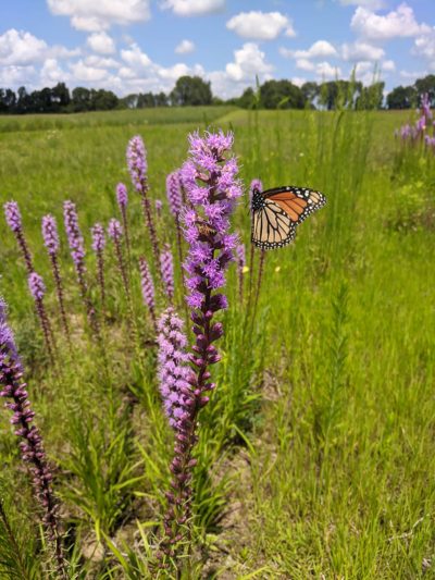 Native Connections | Native Grass & Wildflower Seed