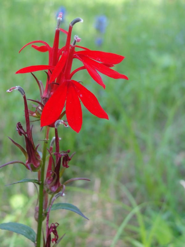 Cardinal Flower - Native Connections