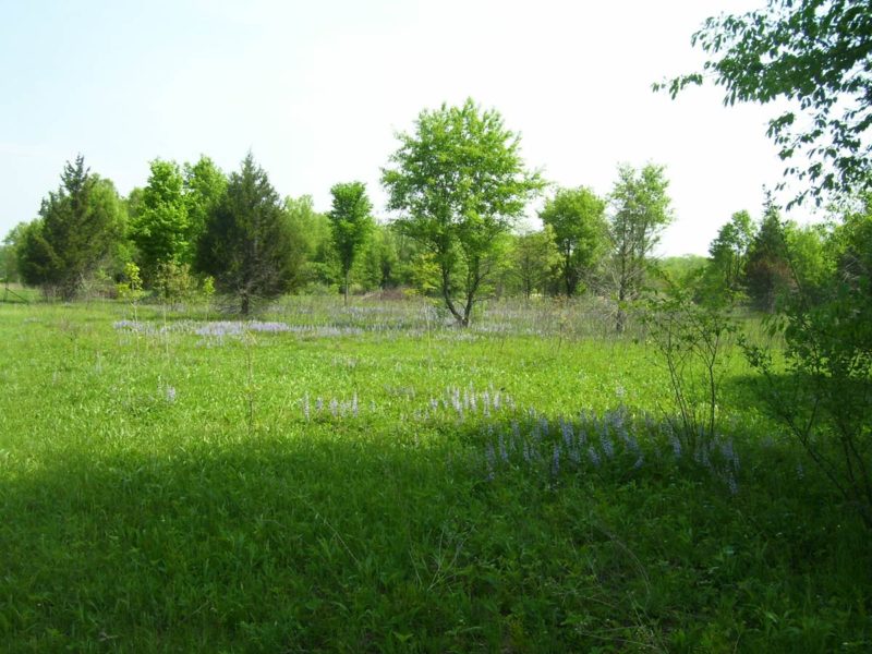 Shortgrass Prairie with Lupine - Native Connections