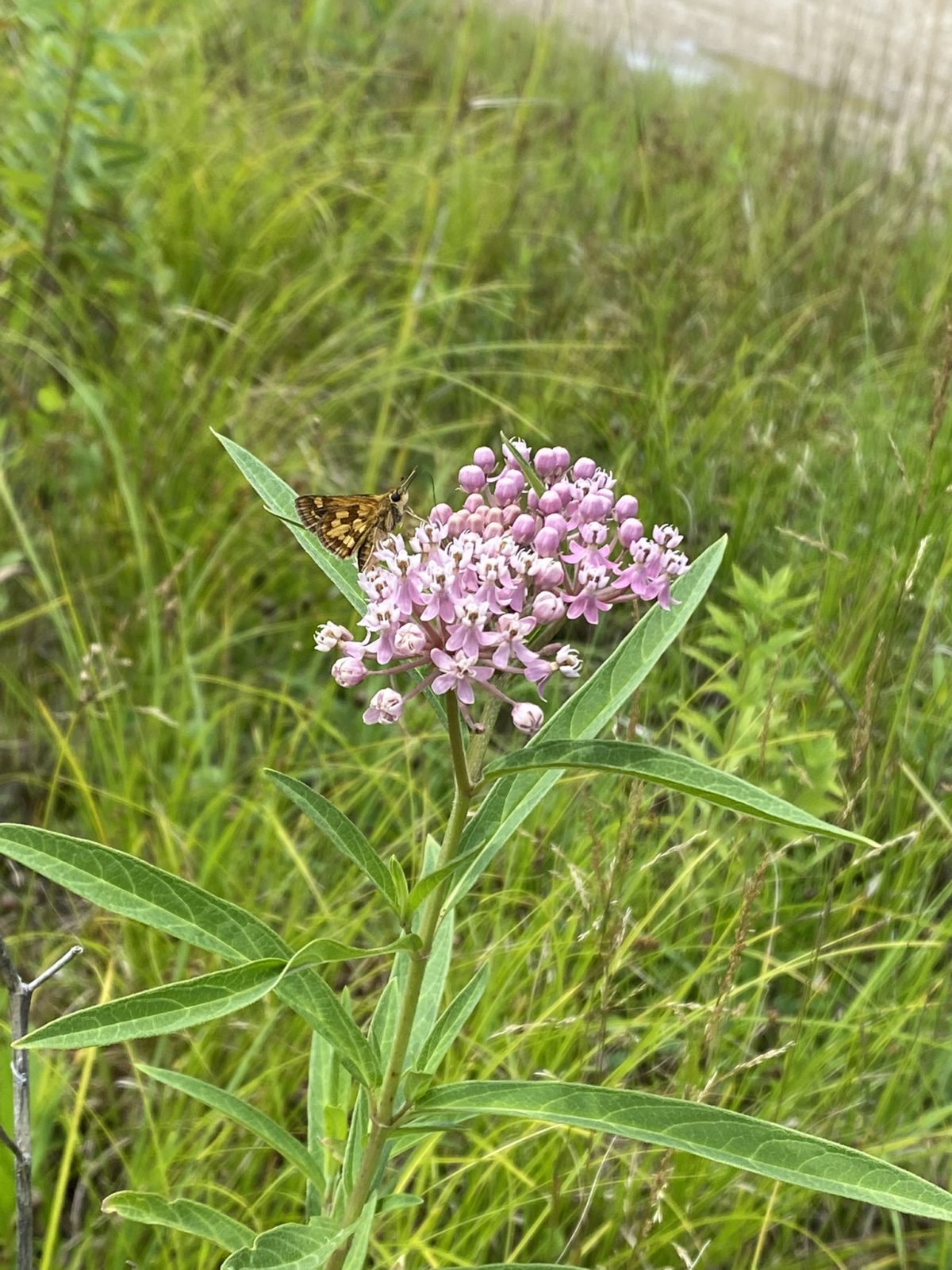 Standard Seed Mixes - Native Connections