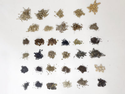 Dry Mesic Pollinator Seeds - Native Connections