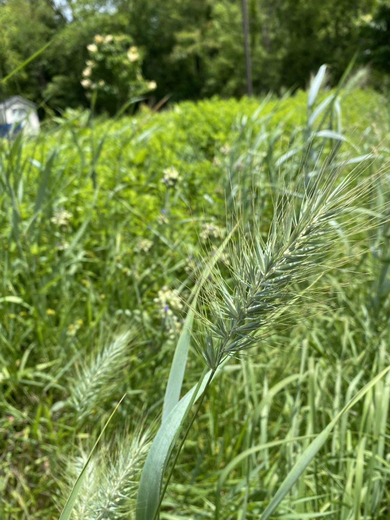 Elymus virginicus Seedhead - Native Connections