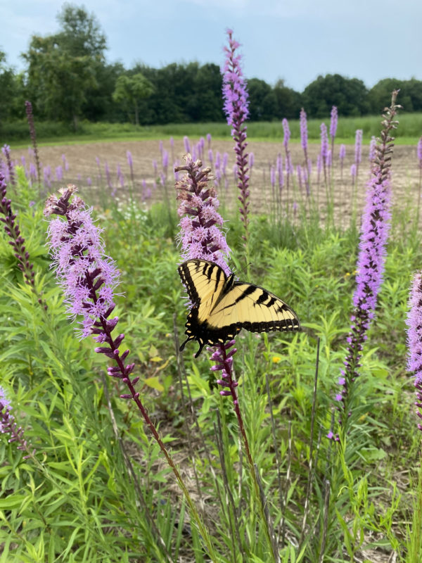 Liatris spicata with Swallowtail - Native Connections