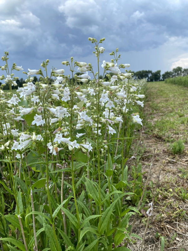 Penstemon digitalis Blooms - Native Connections