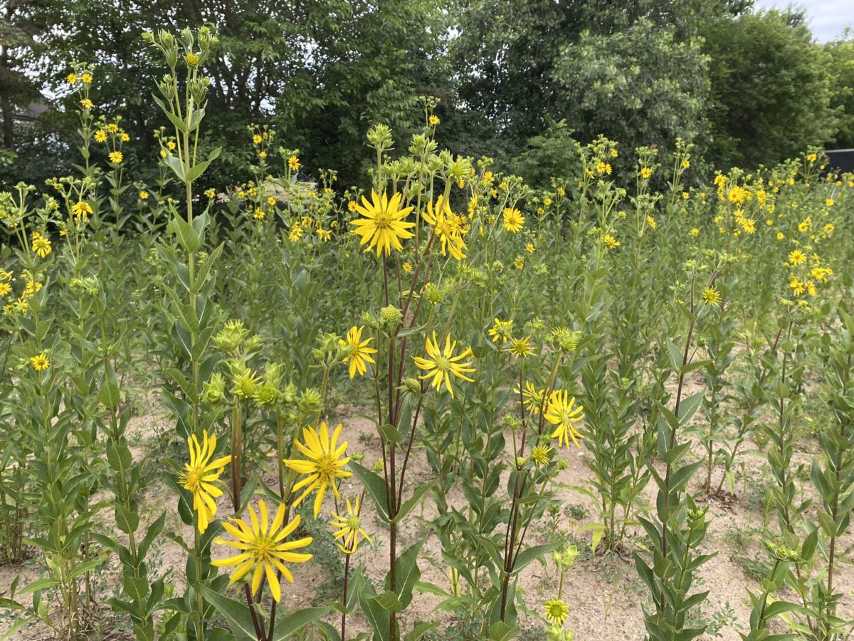Silphium integrifolium - Native Connections